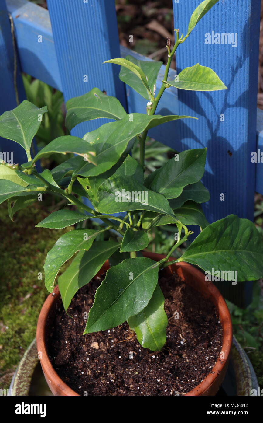 lime plant against blue fence Citrus Stock Photo - Alamy