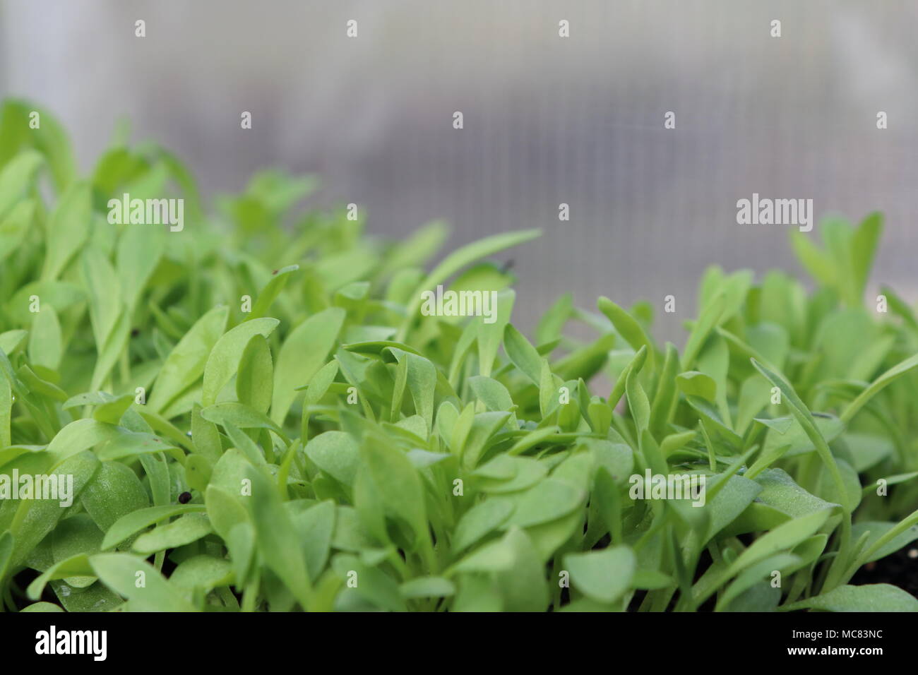 stridolo seedlings growing in polycarbonate greenhouse Stock Photo - Alamy