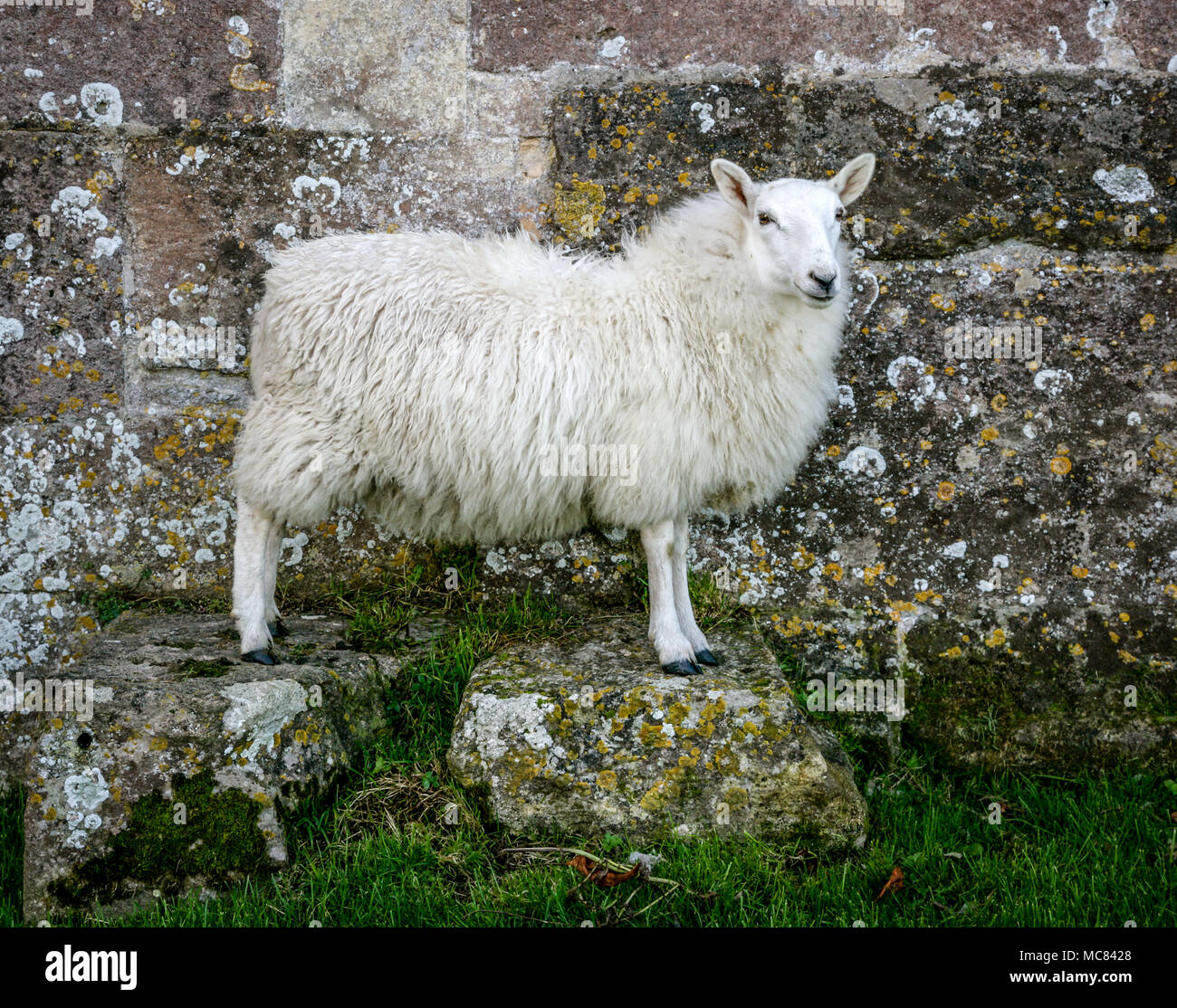 White faced sheep ewe posing on two stone blocks by a stone wall at ...