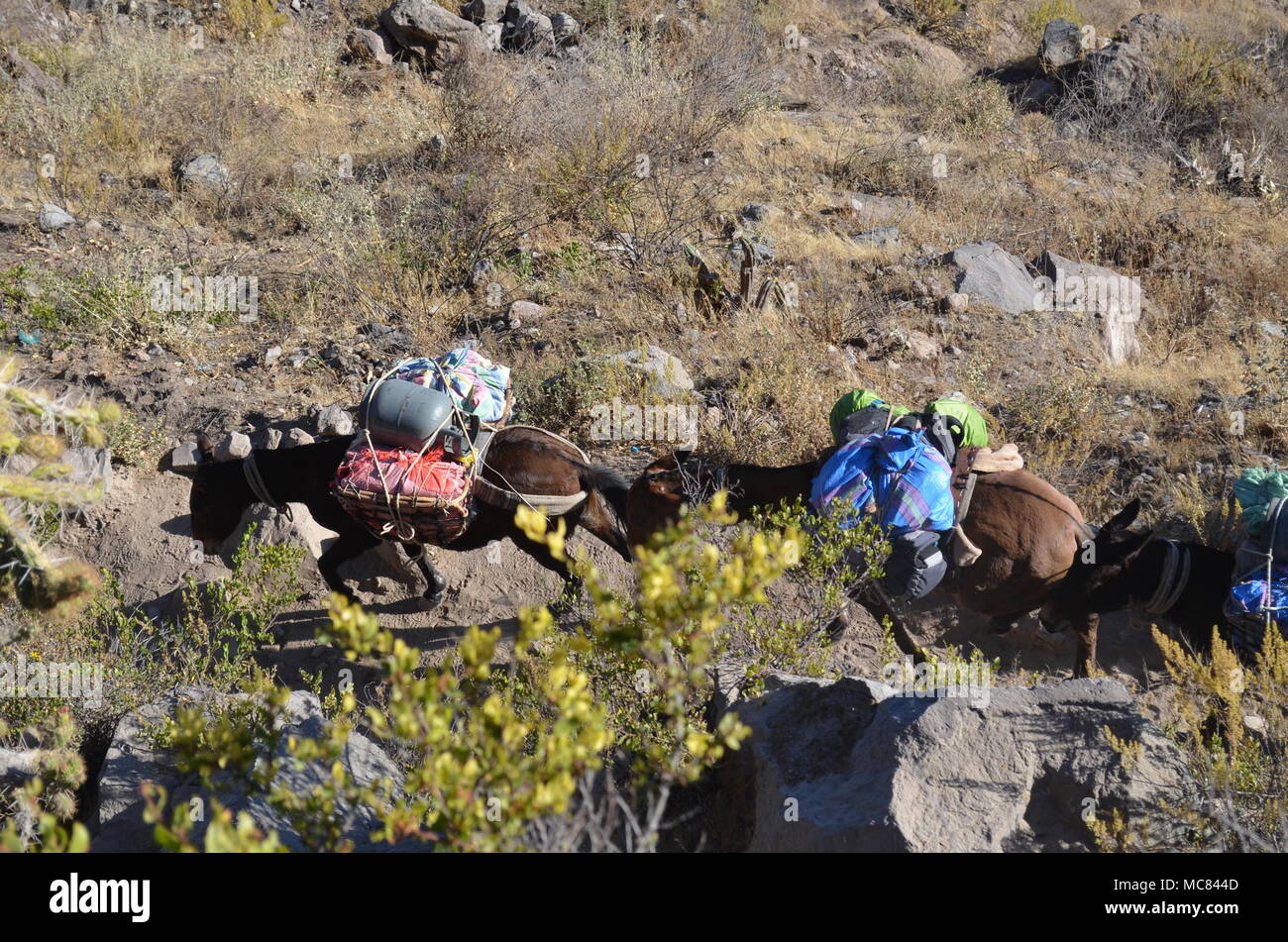 Mules carrying load hi-res stock photography and images - Alamy