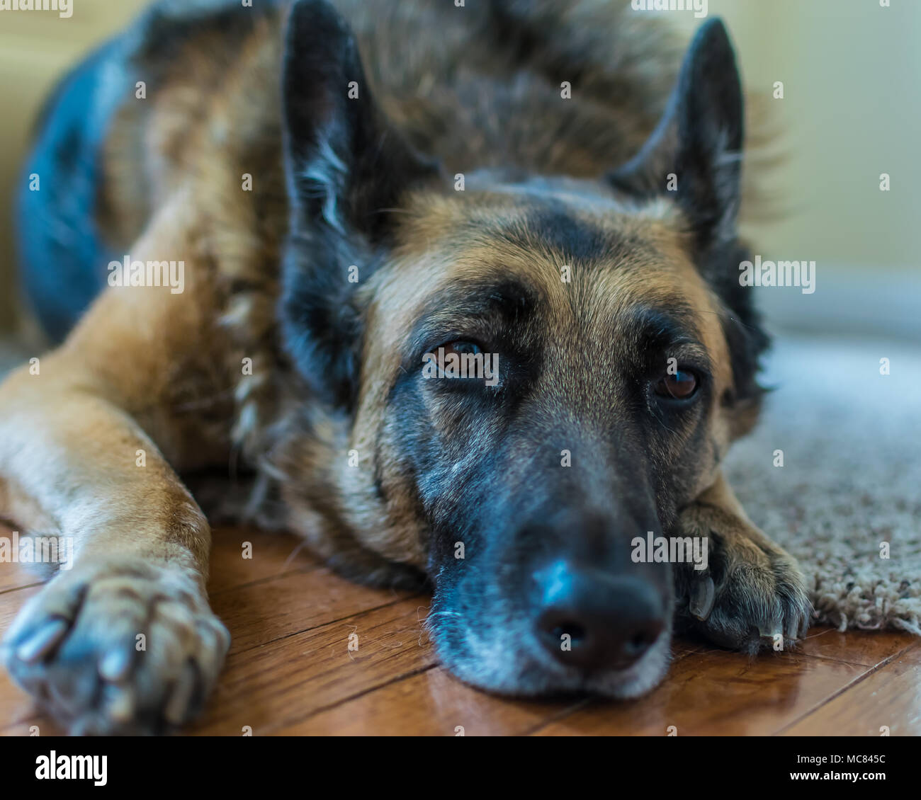 German Shepherd Dog on Watch Stock Photo - Alamy