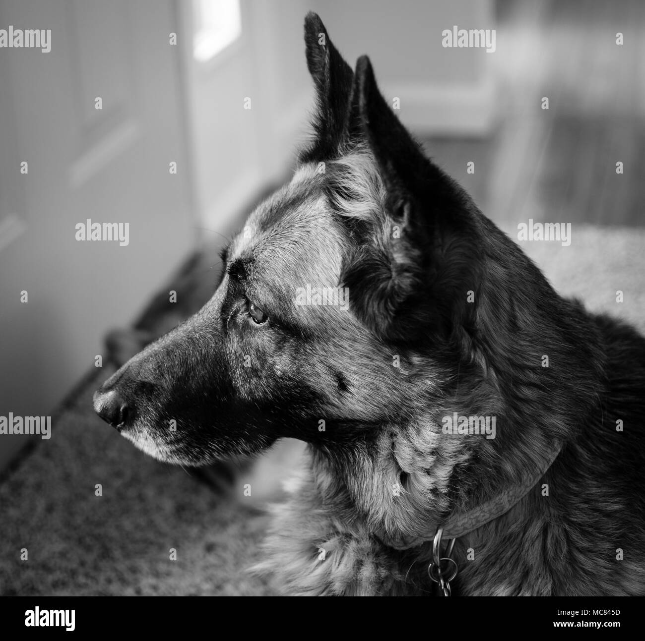 German Shepherd Dog on Watch Stock Photo - Alamy