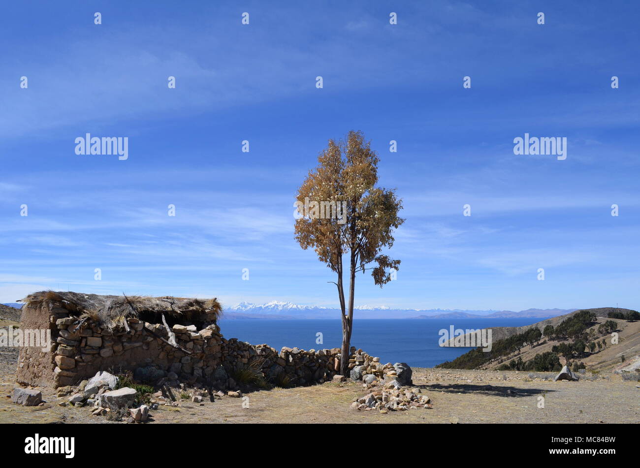 Tree next to old small stone hut with thatched roof on Isla del Sol in ...