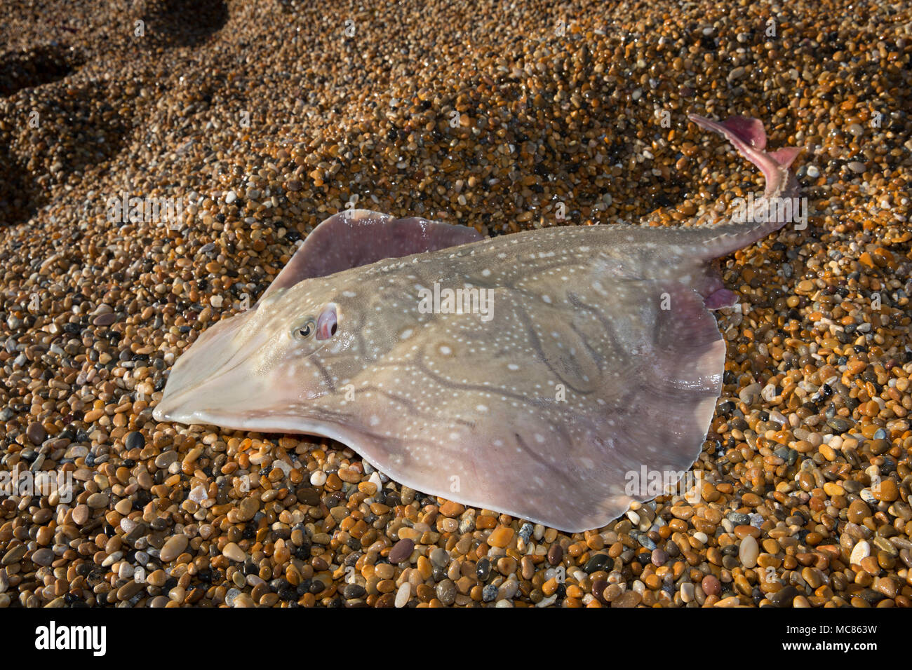 A undulate ray, Raja undulata, caught from Chesil beach in Dorset ...