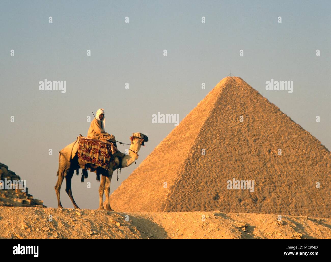 Egypt, The Pyramids and camel Stock Photo - Alamy