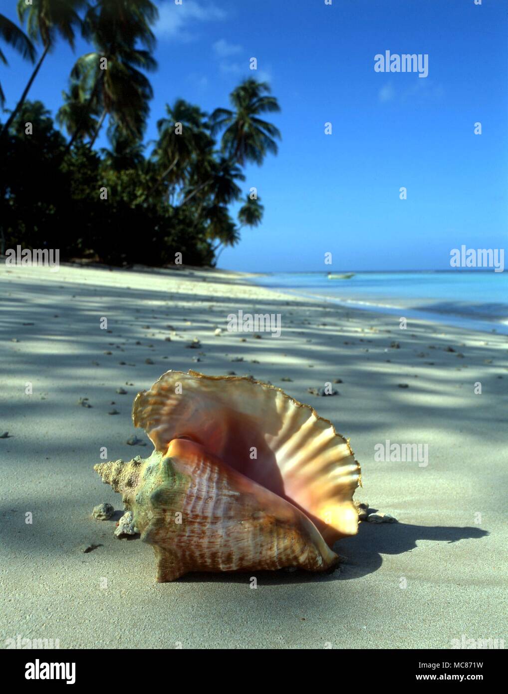 TROPICAL ISLANDS West Indies Shell on palm fringed beach, Tobago Stock ...