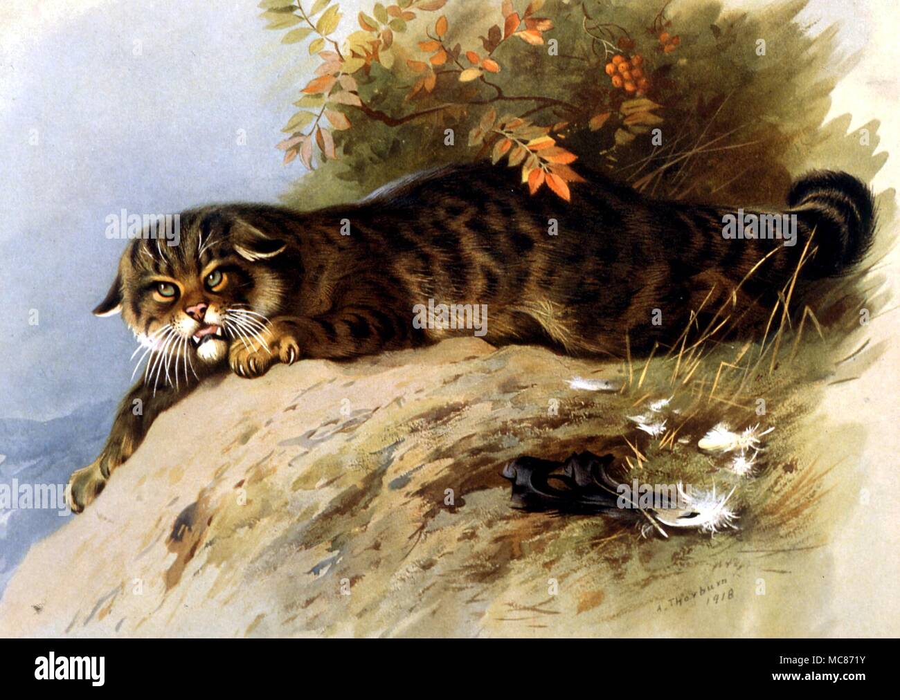 Illustration of wild cat from William Khunert's Animal Portraiture ...