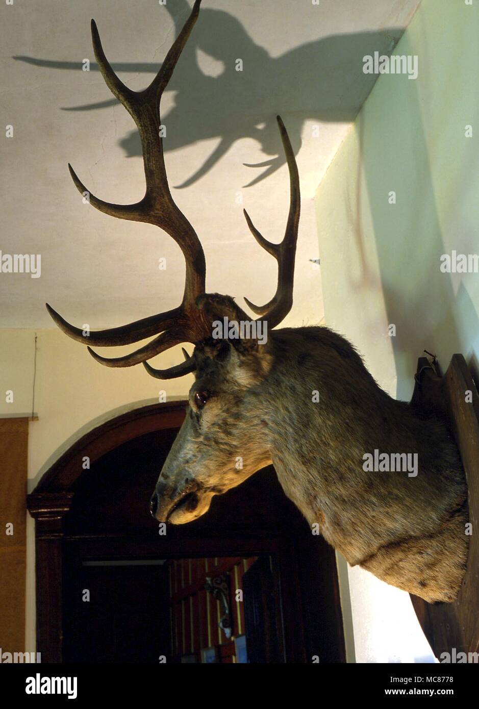 Stag The stag's head in the entrance to the haunted Littledean Hall ...