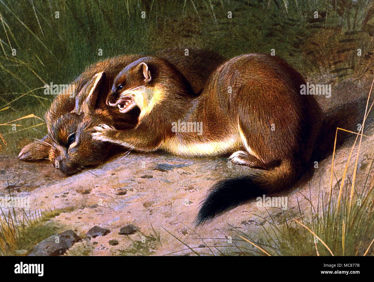 Stoat in the Summer. Lithographic print - plate from J G Millais, 'The ...
