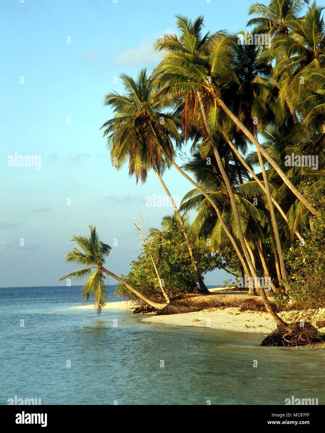 TROPICAL ISLANDS Beach at Little Bandos, Maldives, Indian Ocean Stock ...