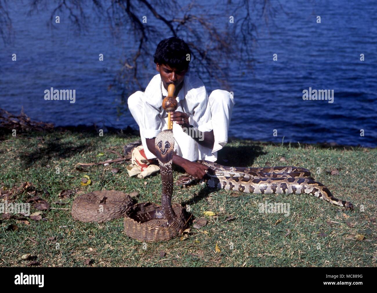 Snake charmer in Sri Lanka playing flute to 'dancing' cobra Stock Photo ...