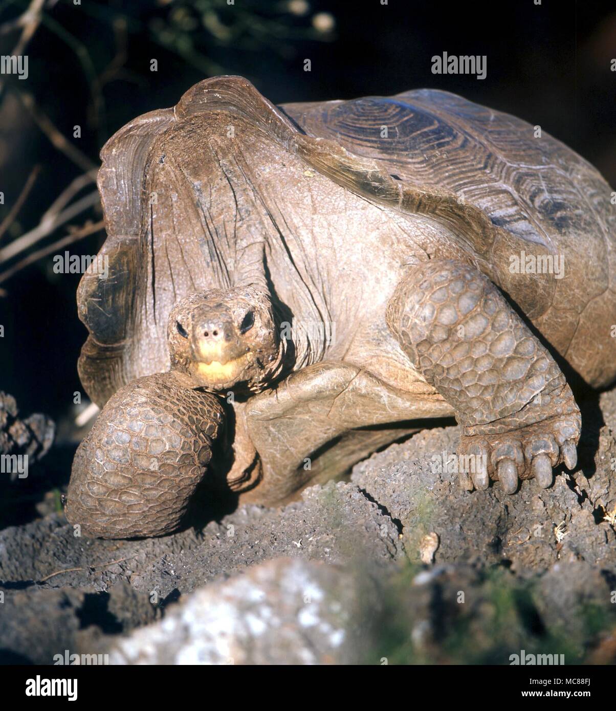 ANIMALS - The Hood Tortoise Stock Photo - Alamy