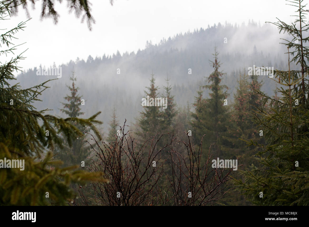 Conifer tree branches with dew drops in front of mountains forest hill ...
