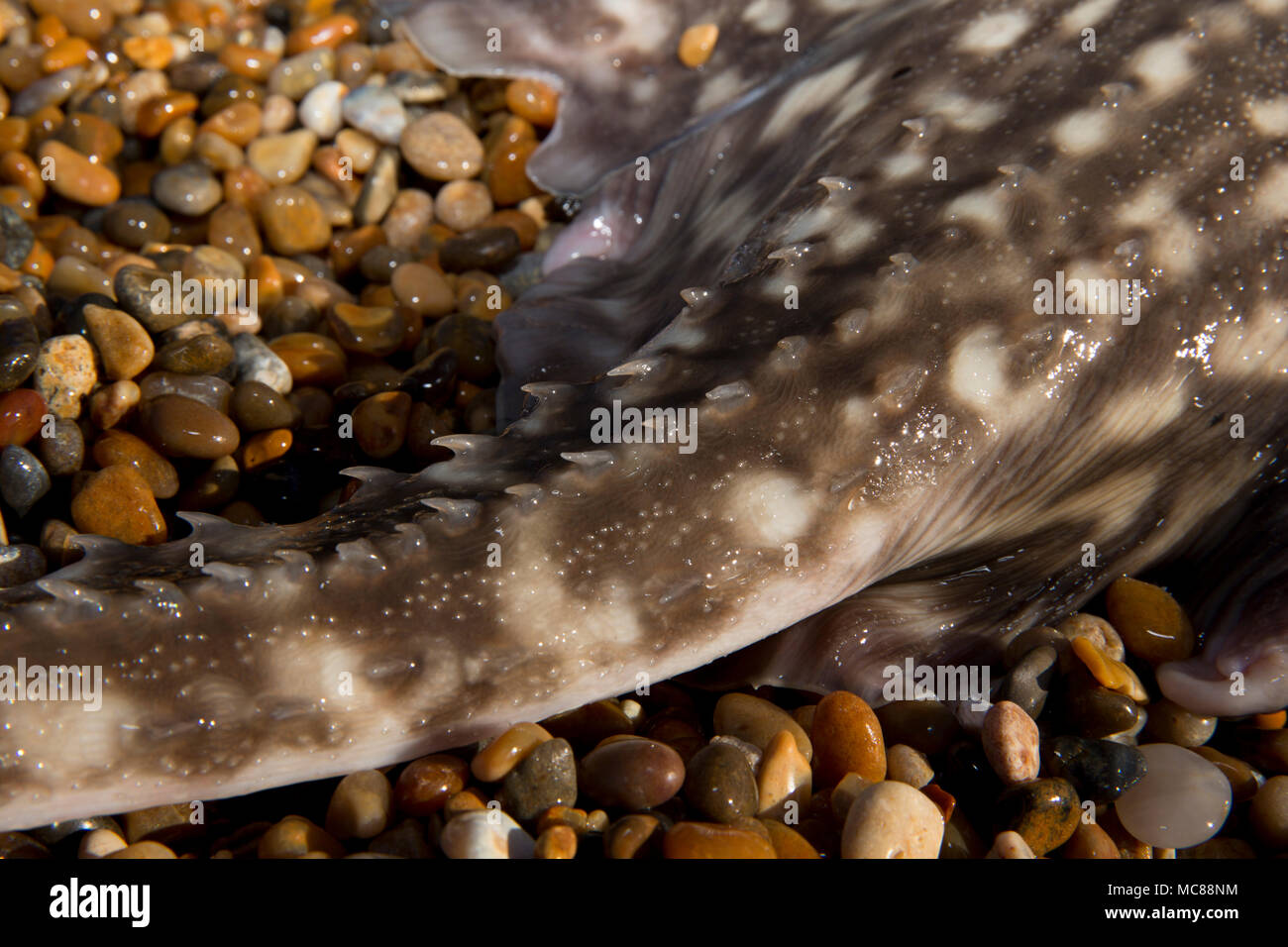 A thornback ray caught shore fishing from Chesil beach in Dorset before ...