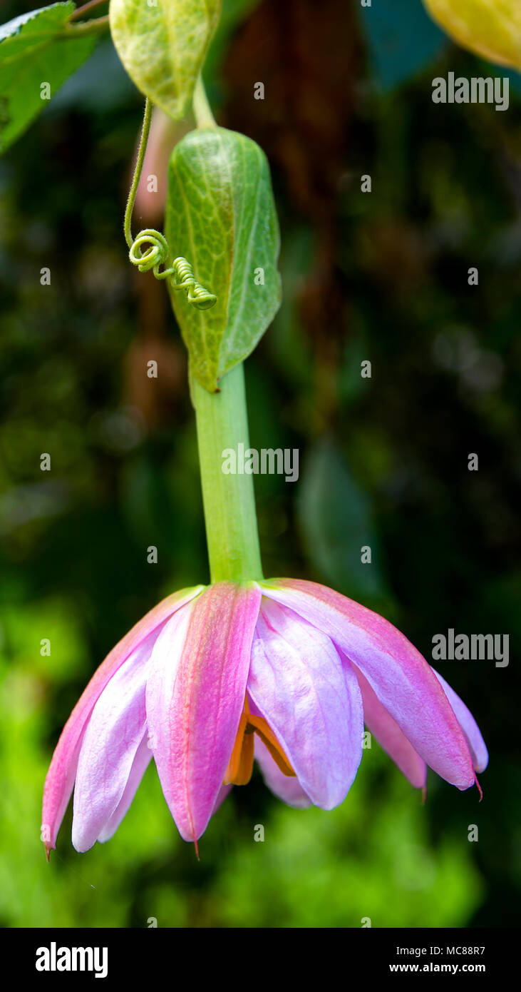 Softleaf passionflower hi-res stock photography and images - Alamy