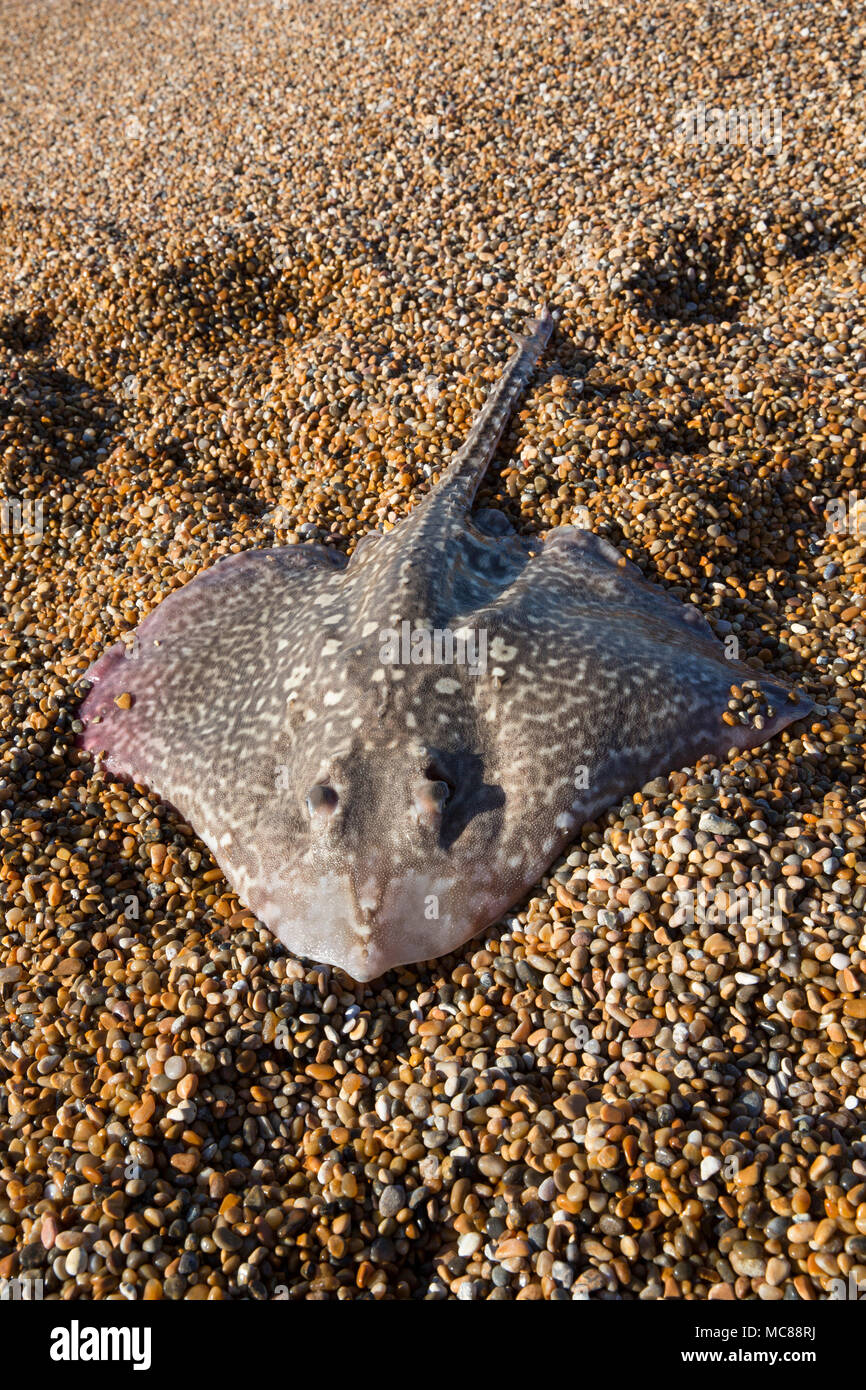 A thornback ray caught shore fishing from Chesil beach in Dorset before ...