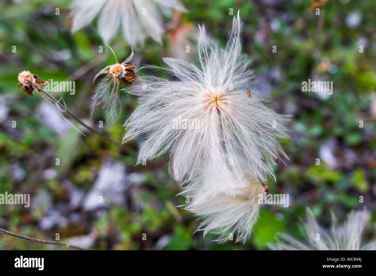 Yellow avens hi-res stock photography and images - Alamy