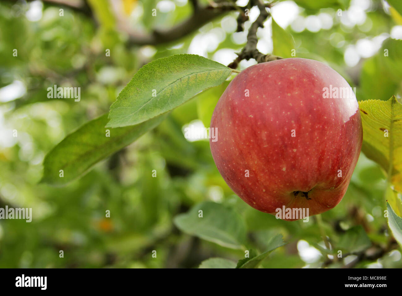 Apple tree in the garden Stock Photo - Alamy