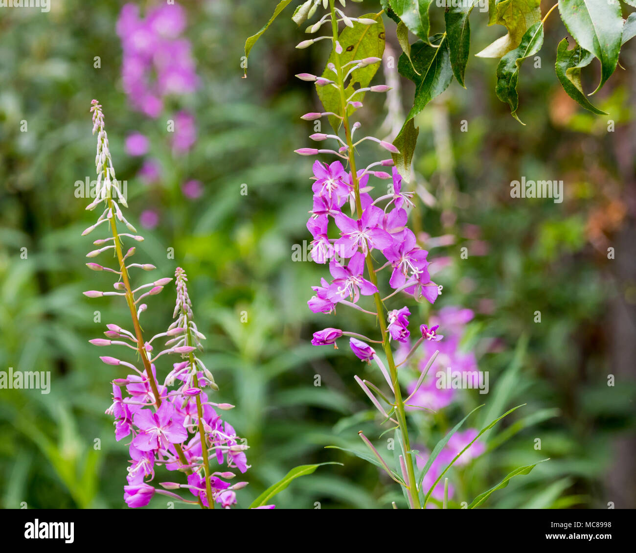 Native alberta wildflower hi-res stock photography and images - Alamy