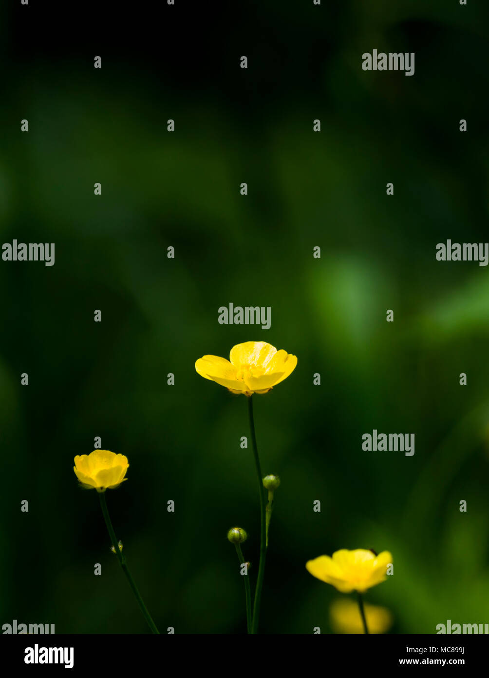 Water buttercups hi-res stock photography and images - Alamy