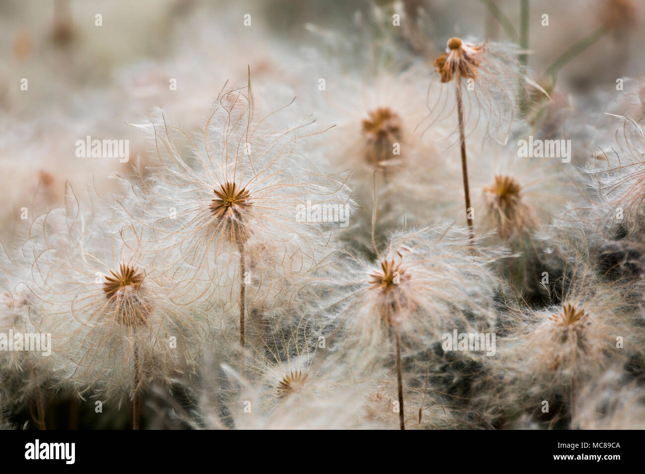 Yellow avens hi-res stock photography and images - Alamy