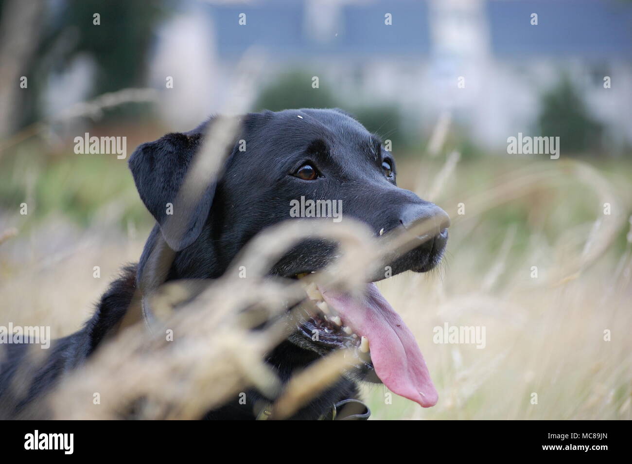 Black Labrador Panting in Long Grass Stock Photo - Alamy
