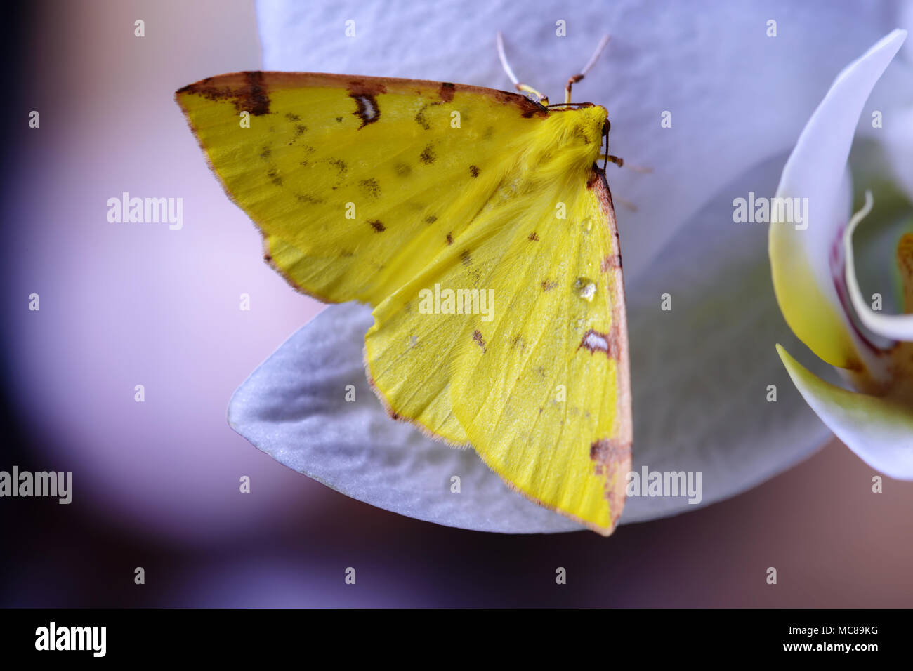 Small yellow butterfly is laying over an orchid flower with white ...