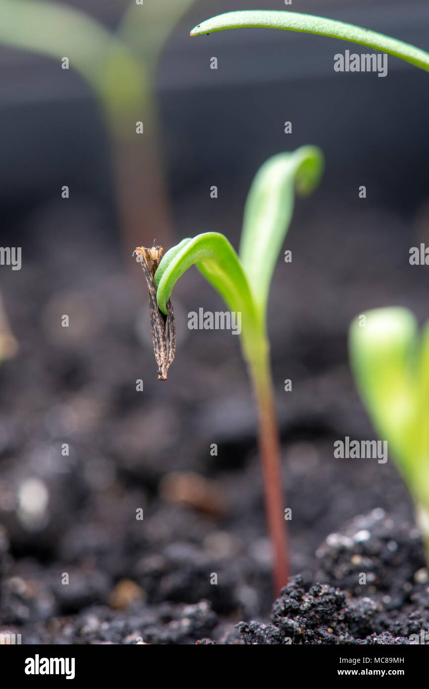 Cosmos Seedlings High Resolution Stock Photography and Images - Alamy