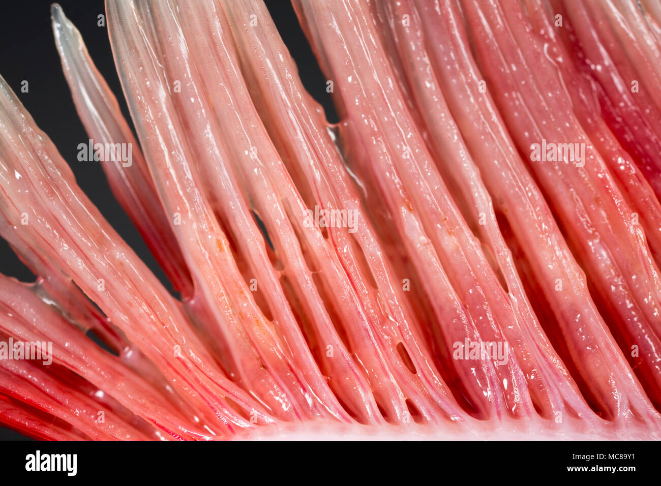 A close up showing the gill filaments, or gill lamellae, of a rainbow ...