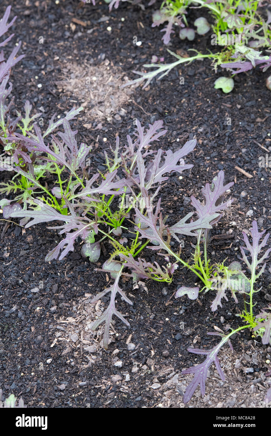 Brassica juncea. Mustard ‘Oriental ruby streaks’ growing inside a ...