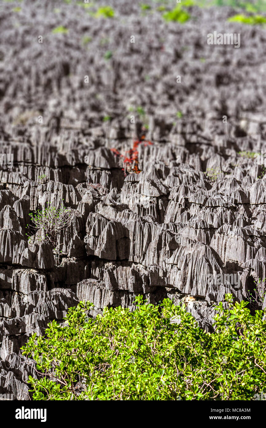 Vegetation of Ankarana Massif, northern Madagascar Stock Photo - Alamy