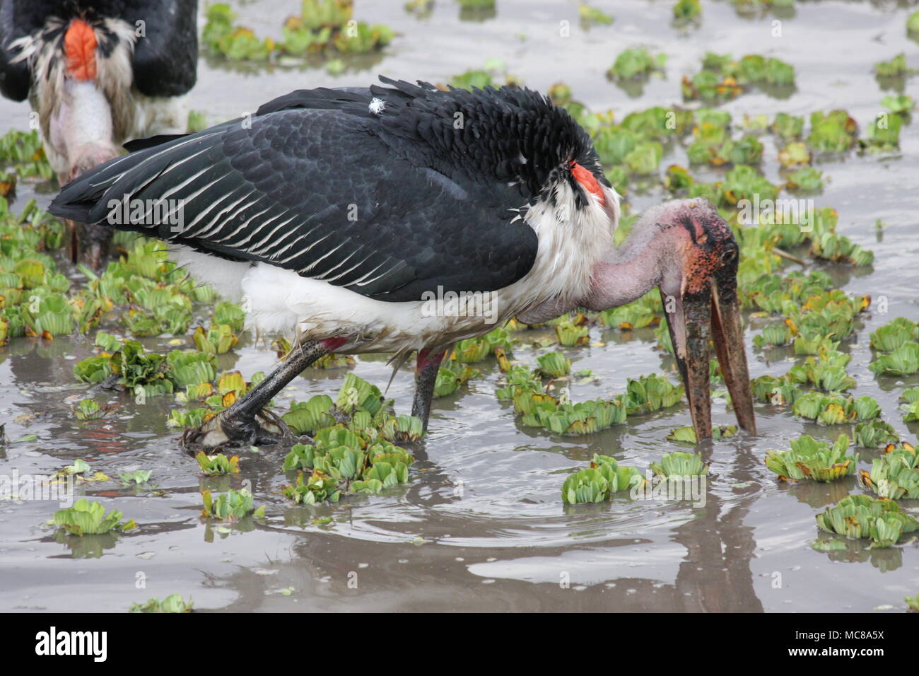 Marabou Stork hunting for food Stock Photo - Alamy