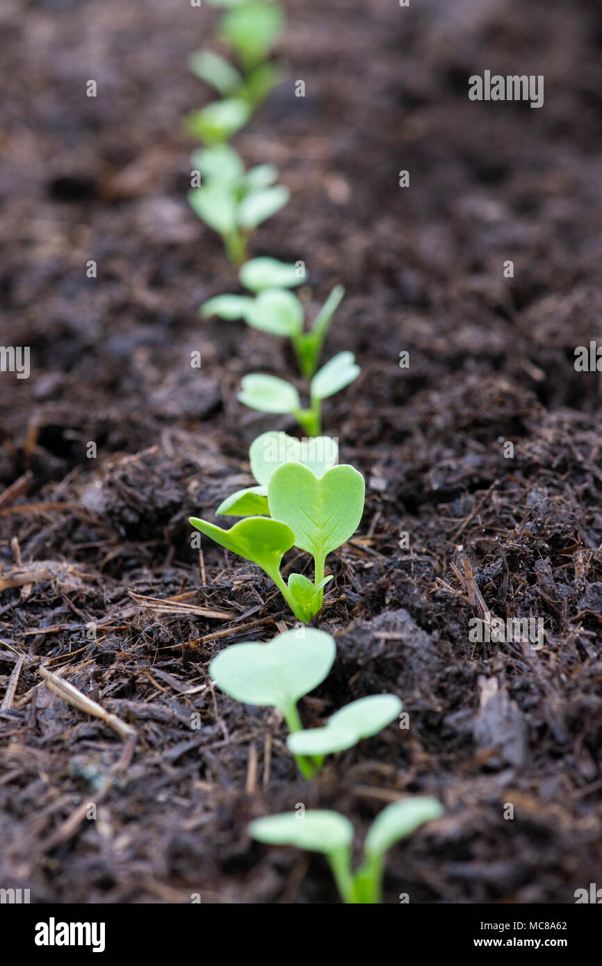 Radish seedling hi-res stock photography and images - Alamy