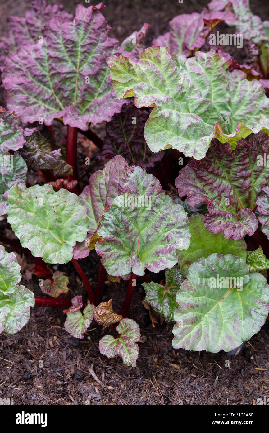 Rheum × hybridum 'Reed's Early Superb’. Rhubarb 'Reed's Early Superb ...
