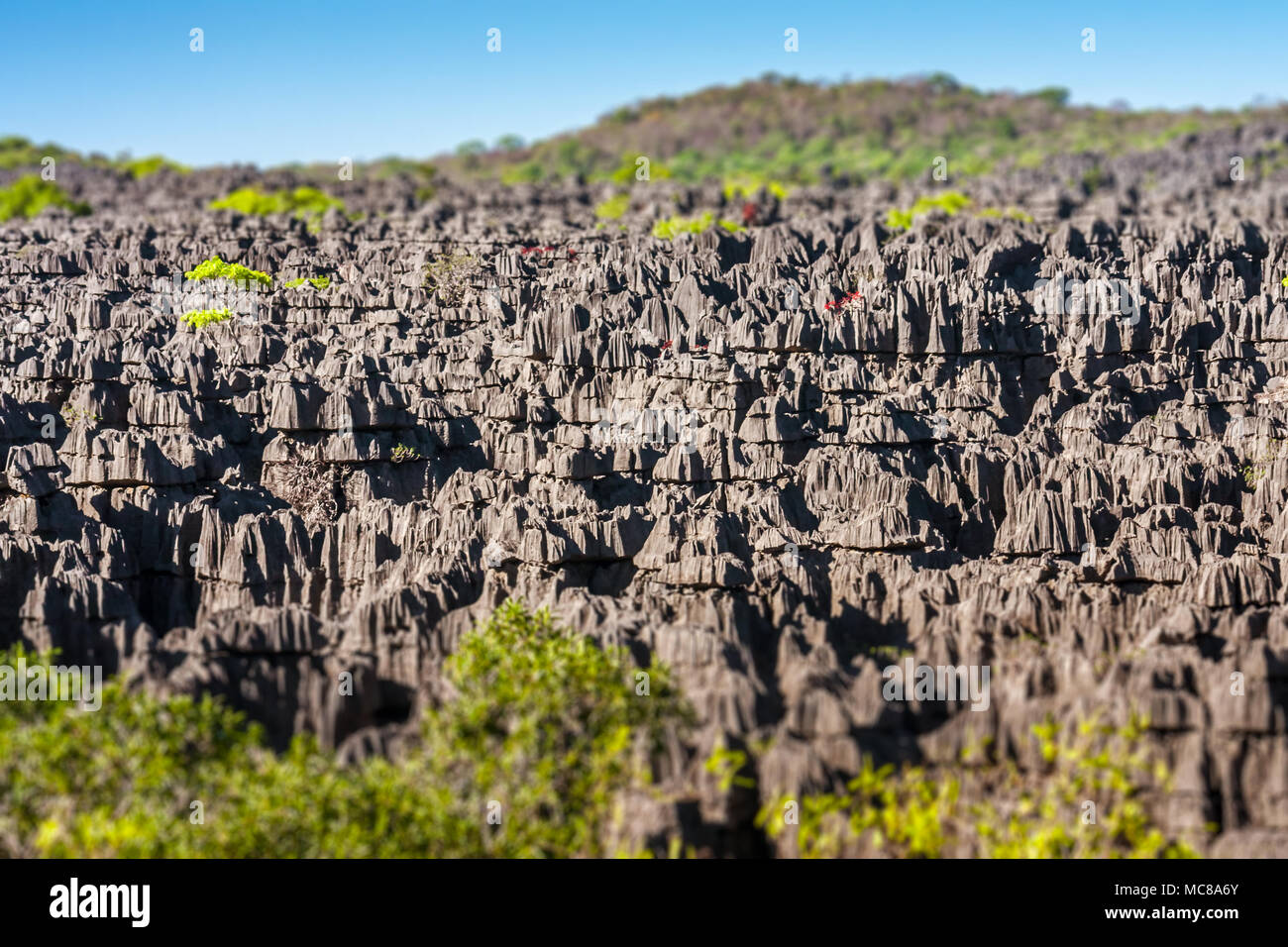 Vegetation of Ankarana Massif, northern Madagascar Stock Photo - Alamy