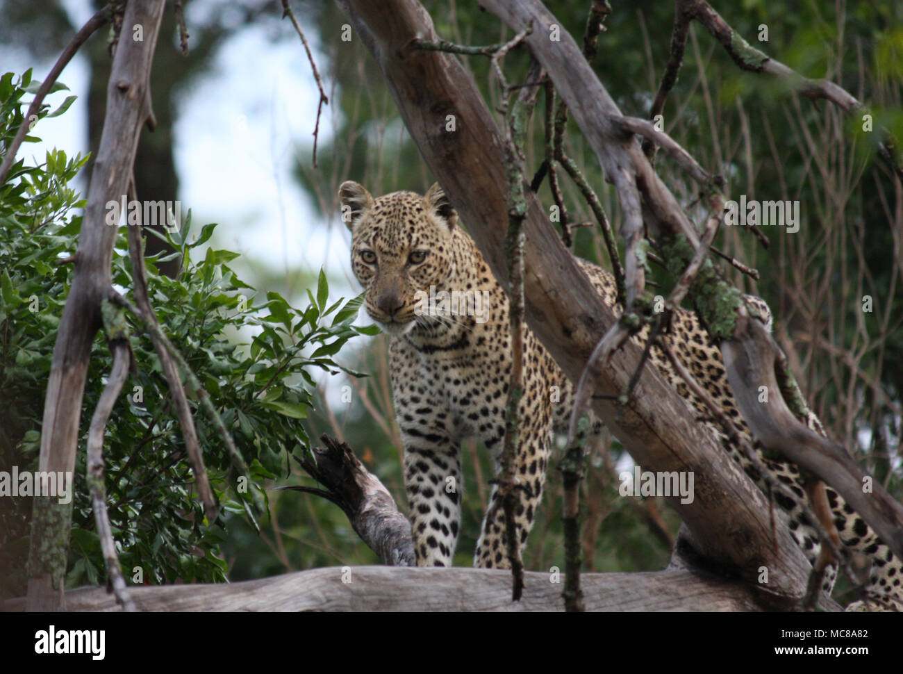 Juvenile Leopard walking along a tree branch Stock Photo - Alamy