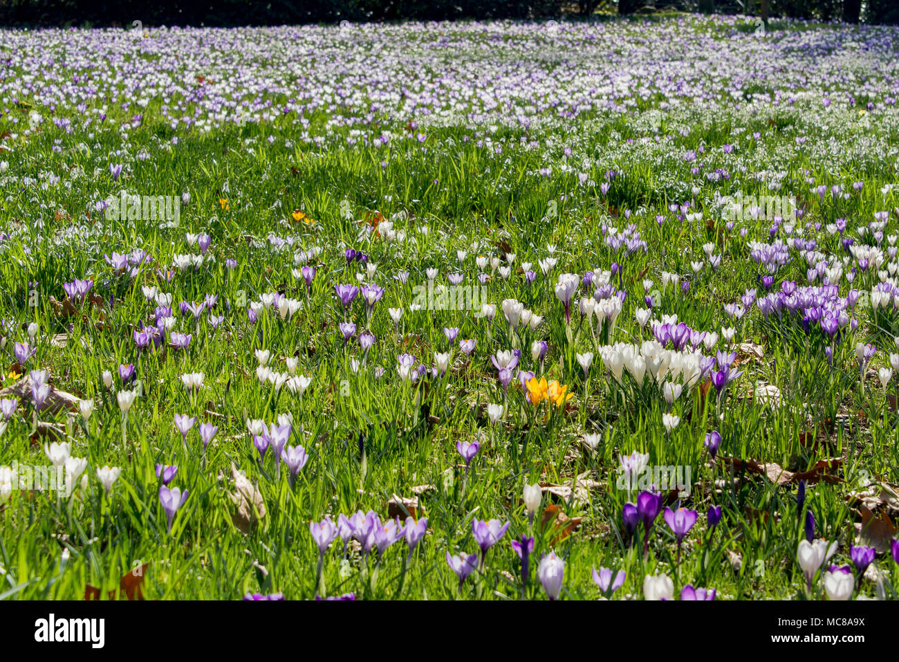 Crocuses background hi-res stock photography and images - Alamy