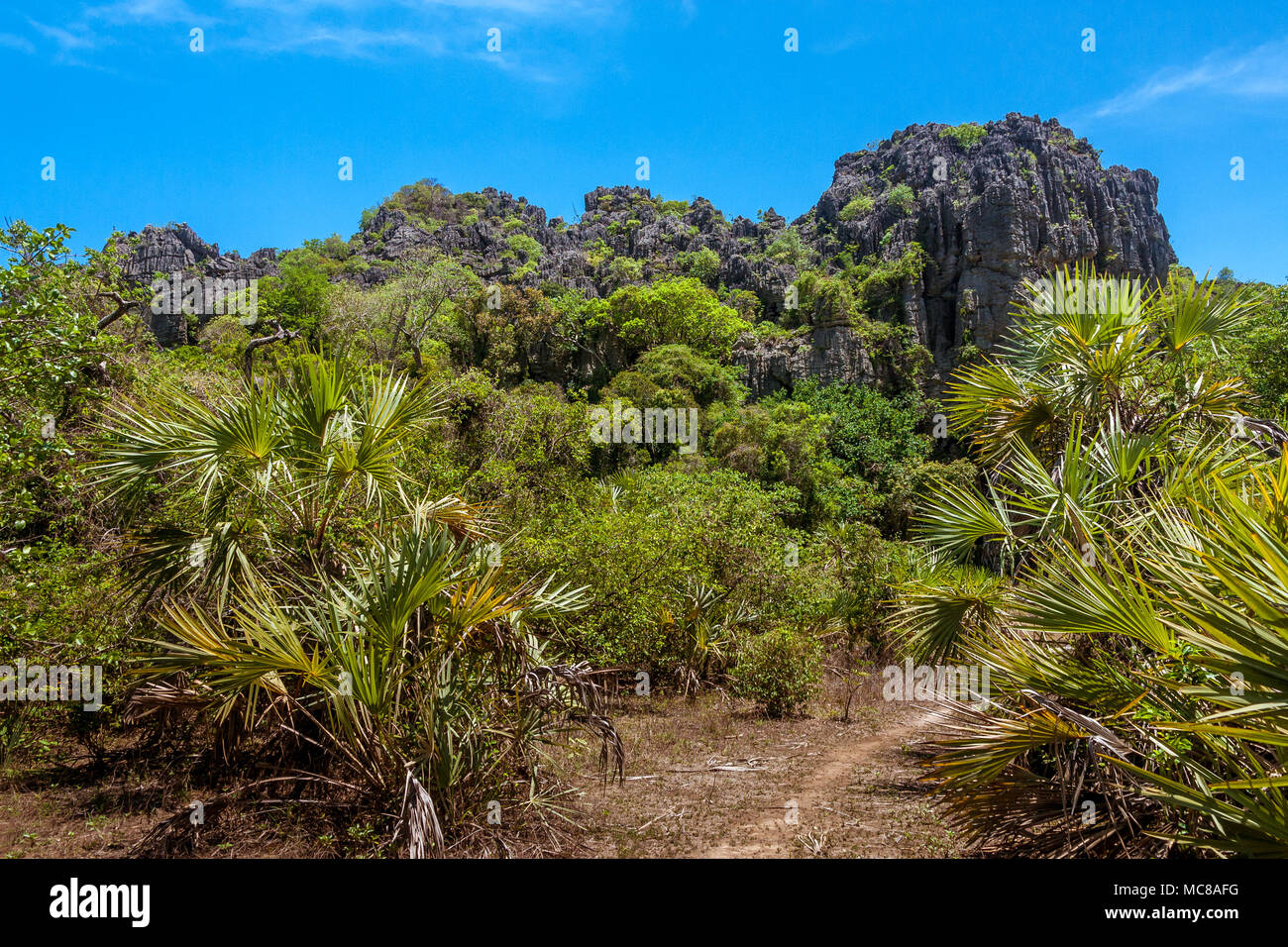 Vegetation of Ankarana Massif, northern Madagascar Stock Photo - Alamy