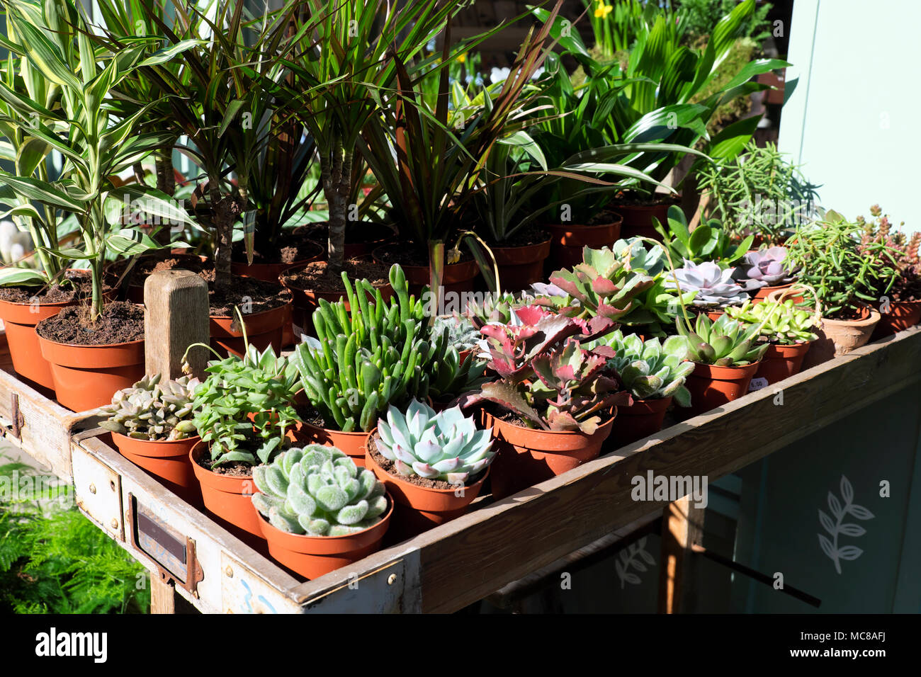 Succulents in pots hi-res stock photography and images - Alamy