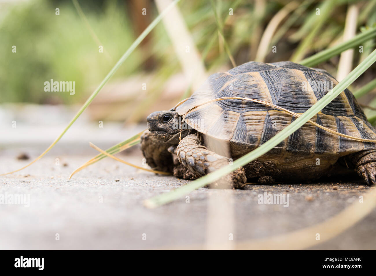 Big Turtle in the Garden Stock Photo - Alamy