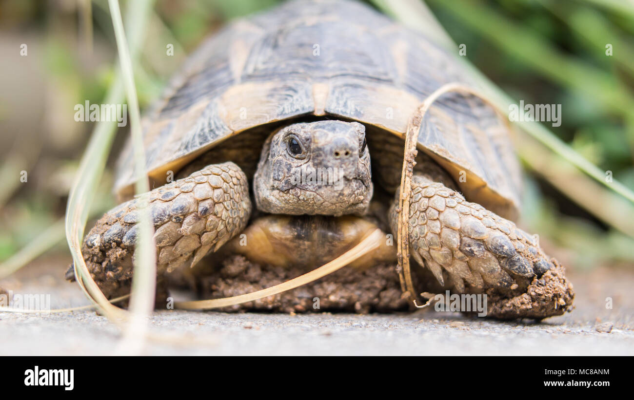 Big Turtle in the Garden Stock Photo - Alamy