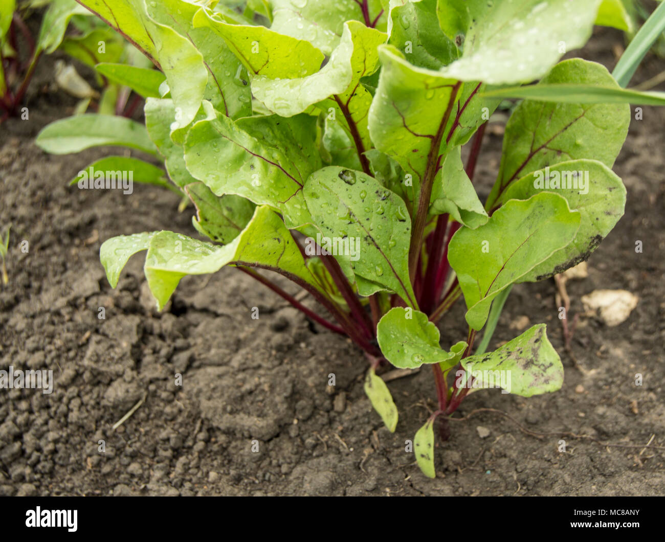 Water drops on young beet leaves, vegetable garden, soil Stock Photo ...