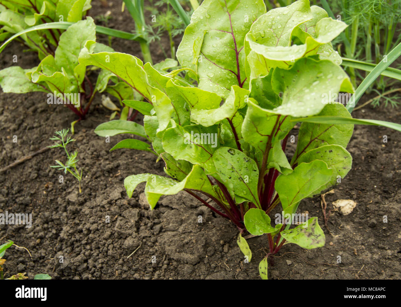 Water drops on young beet leaves, vegetable garden, soil Stock Photo ...
