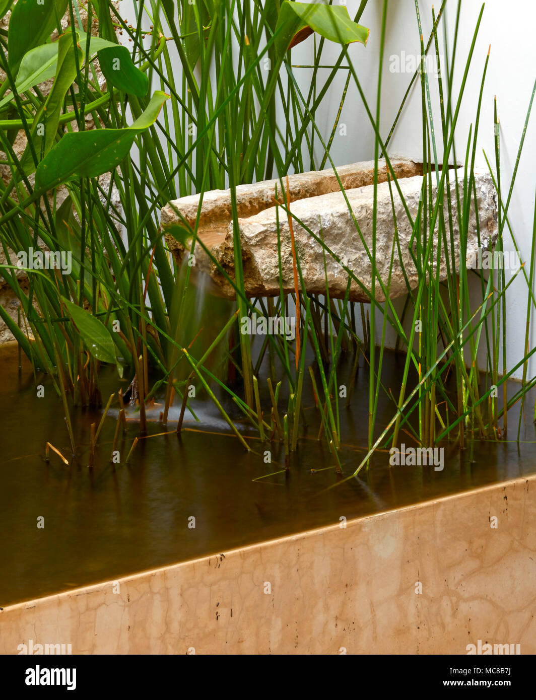 Water feature. Merida House 2, Merida, Mexico. Architect: Reyes Rios ...