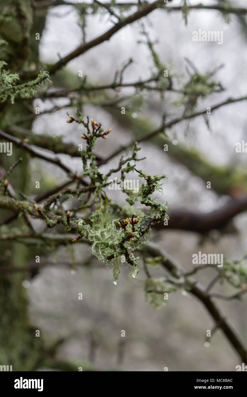 Lichen on tree branch Stock Photo - Alamy