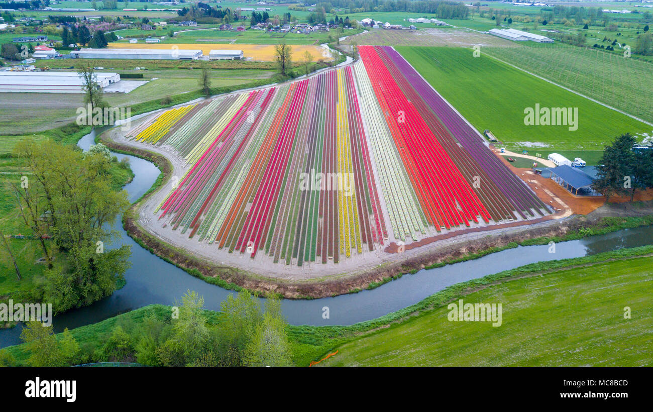 An aerial view of a tulip field taken by a drone Stock Photo - Alamy