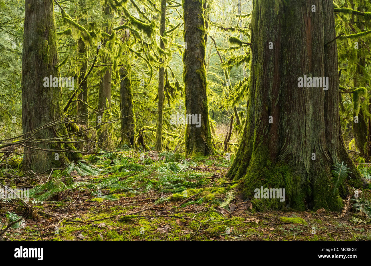 lush green mos covers the branches of many species of pacific northwest ...