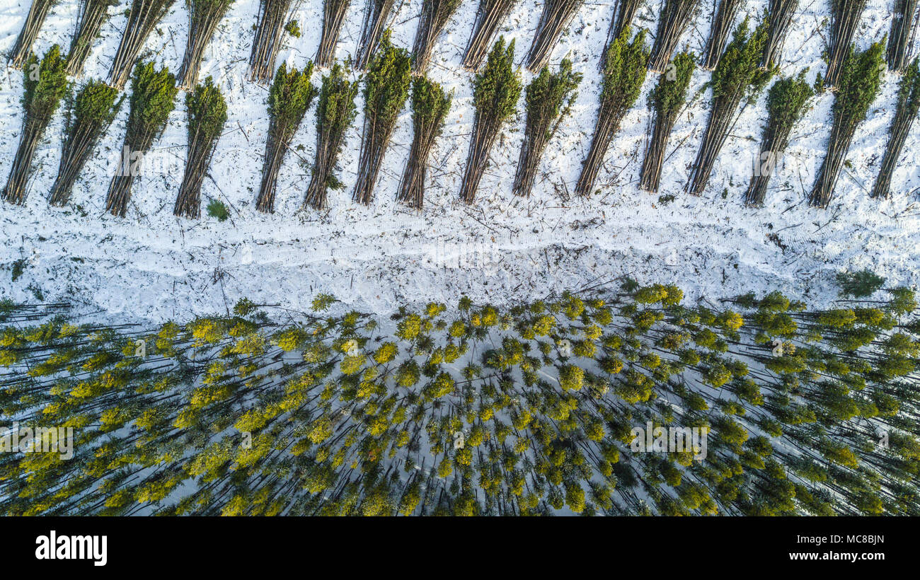 An overhead drone photo of clearcut logging in progress Stock Photo - Alamy