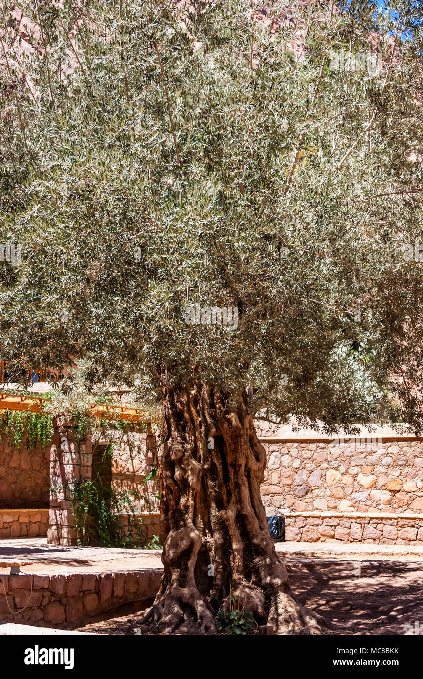 Close up of olive tree growing in Saint Catherine's Monastery in Sinai ...