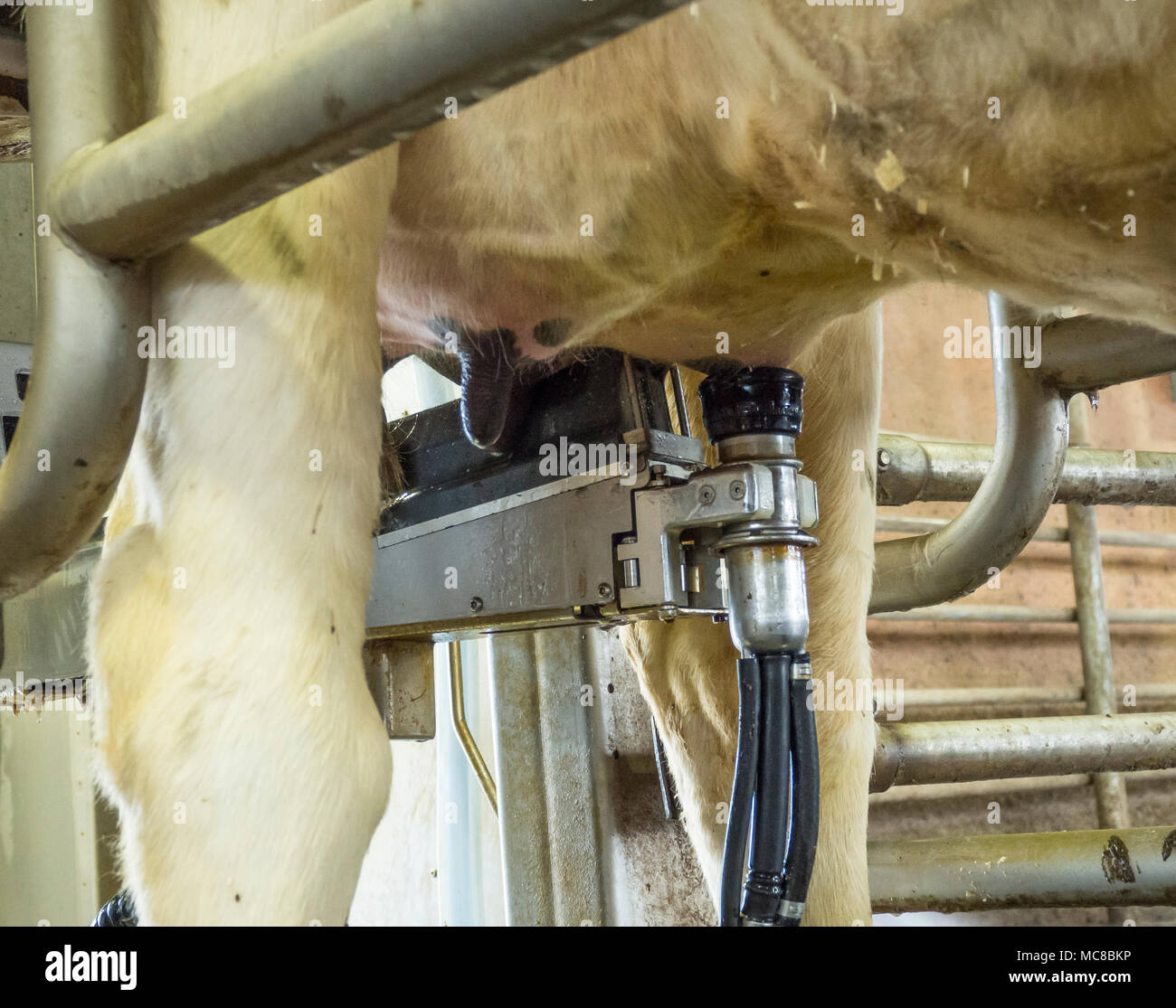 An automated robotic milking machine attaches itself to a cow's teats ...